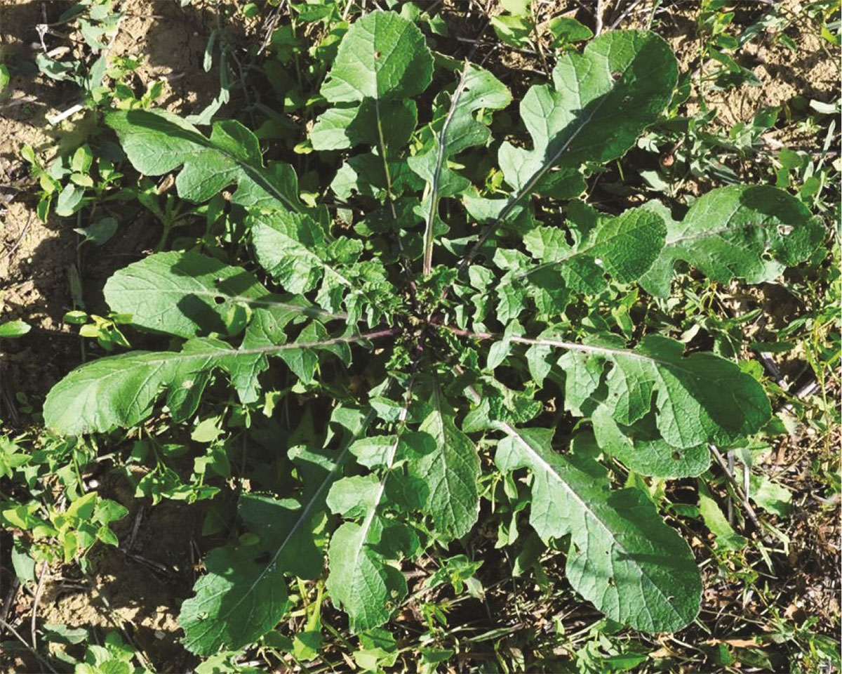 Documento senza titolo