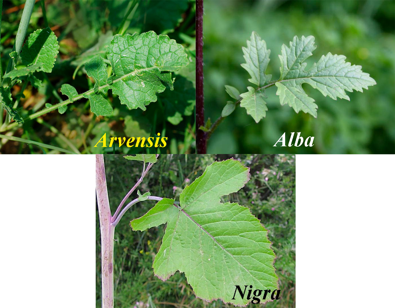 Documento senza titolo