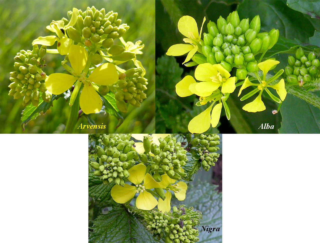 Documento senza titolo